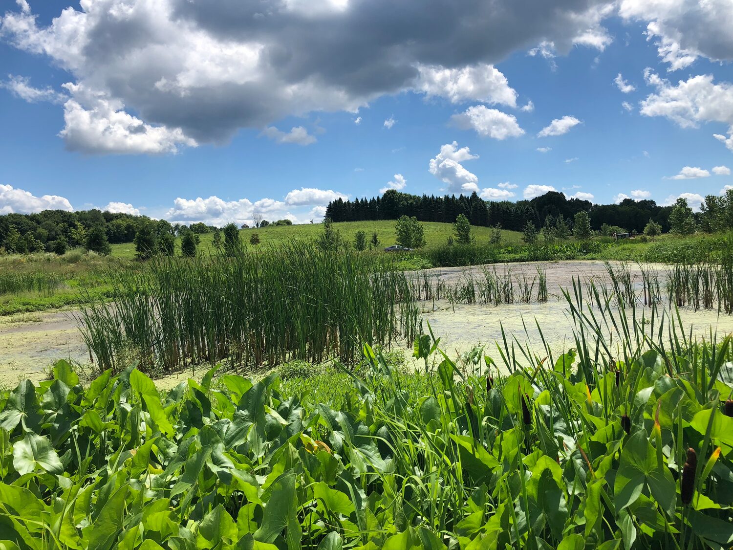 Wetland Services - Moore Engineering, Inc.